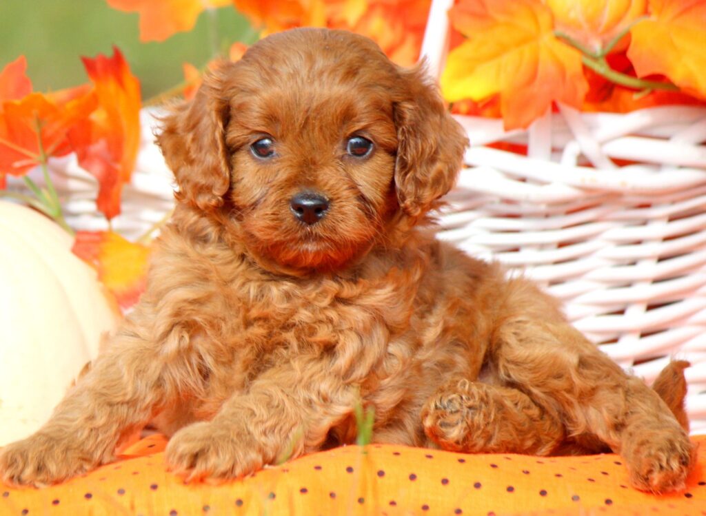 11 pros and 11 cons of Cavapoo Puppies Breed – Style Magzine